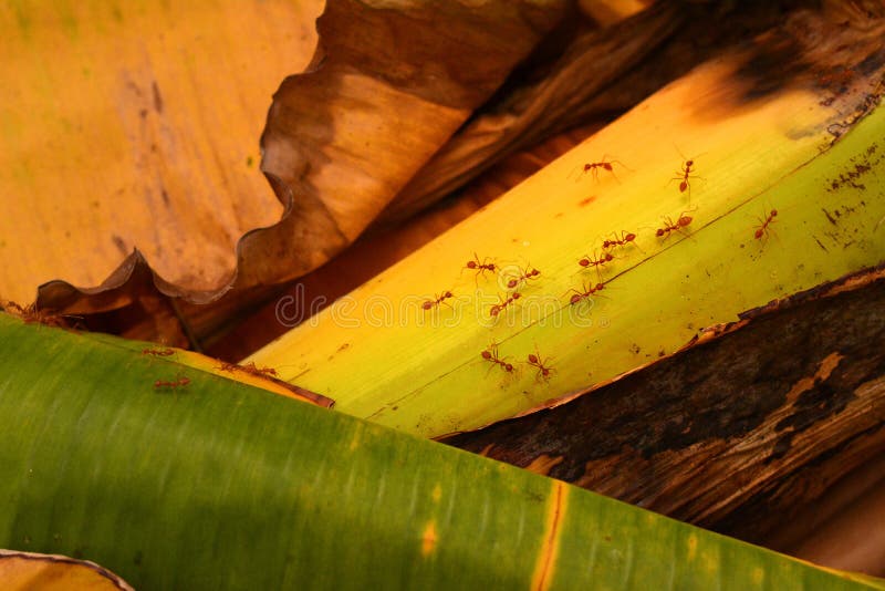 Ant family stock photo. Image of anthill, wild, community - 19503280
