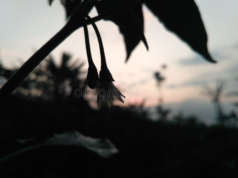 Get Up Early To Pick Up Sustenance Stock Image - Image of plant ...