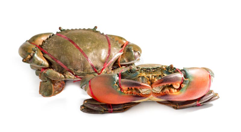 Getande Modderkrab, Mangrovekrab, Zwarte Krab, Reuzemodderkrab Stock Afbeelding - Image of klauw ...