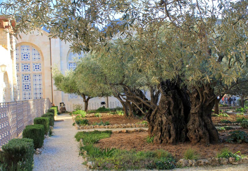 Gethsemane Garden and the Church of All Nations Stock Photo - Image of ...