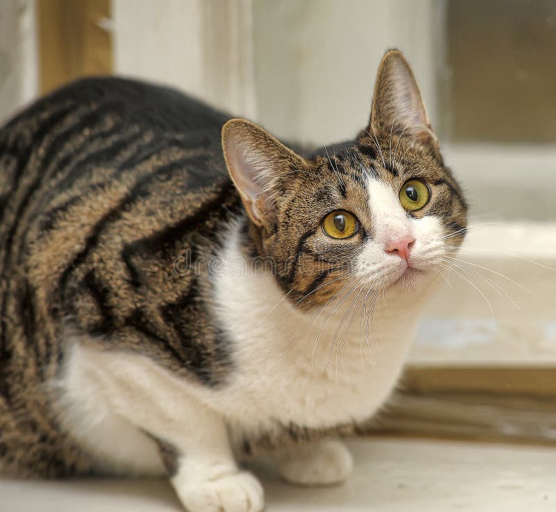 Getigerte Katze Mit Weißer Katze Stockbild - Bild von gesicht, tiere ...
