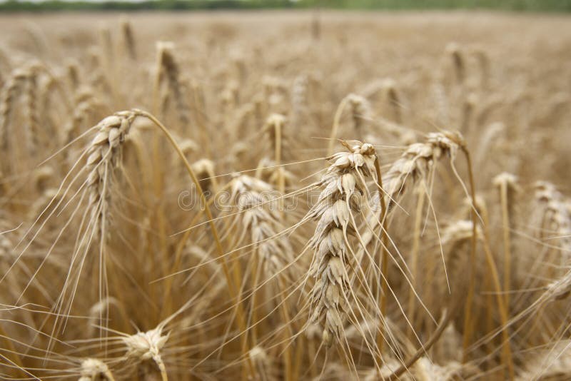 Getreidekorn stockfoto. Bild von kegel, tausendstel, bauernhof - 81614410