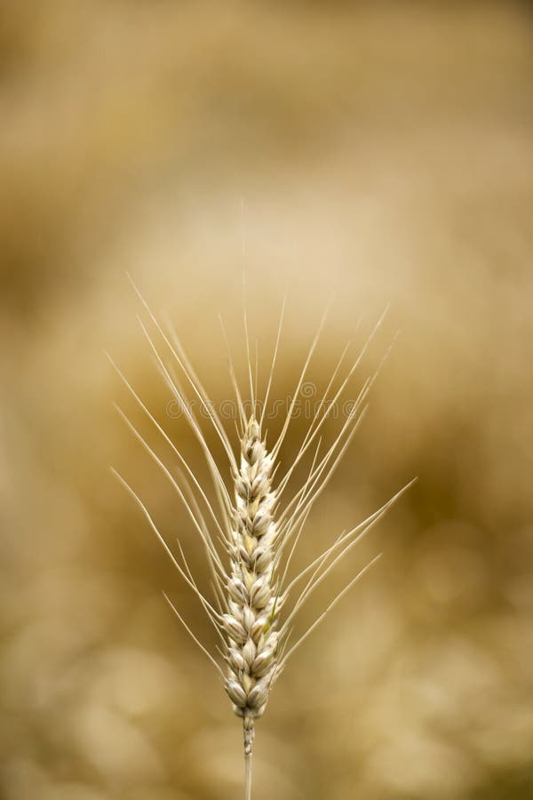 Getreidekorn stockfoto. Bild von kegel, tausendstel, bauernhof - 81614410