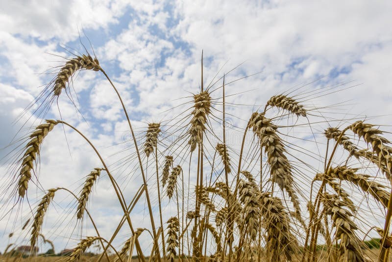 Getreidekorn stockfoto. Bild von kegel, tausendstel, bauernhof - 81614410