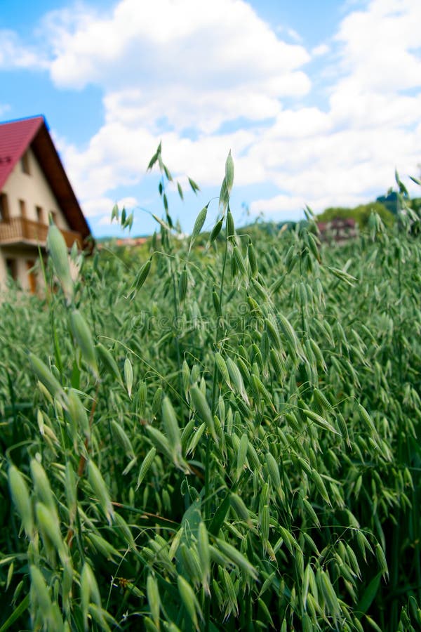 Getreide der Hafer stockbild. Bild von himmel, landwirtschaft - 56663417