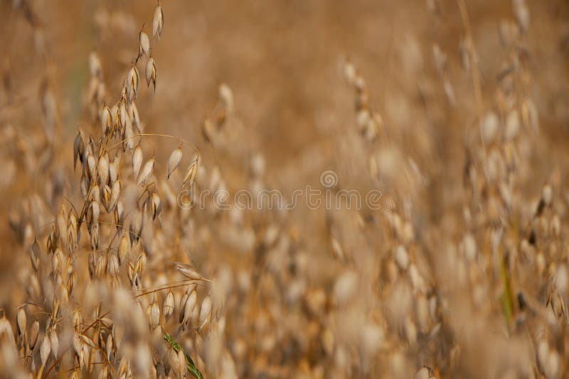 Getreide der Hafer stockbild. Bild von vieh, hafer, zufuhr - 74834749