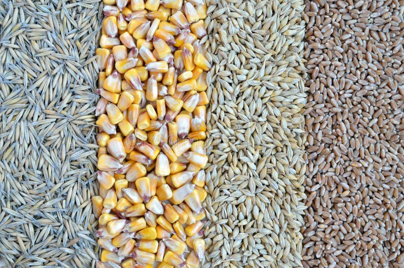 Getreide - Hafer, Mais, Gerste, Weizen Stockbild - Bild von ...