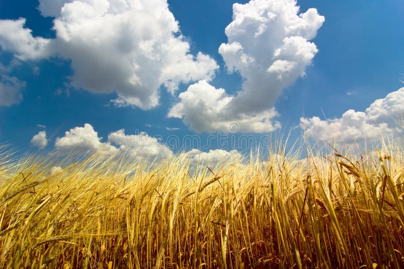 Getreidefeld Des Weizens An Der Ernte Stockfoto - Bild von korn, fields ...
