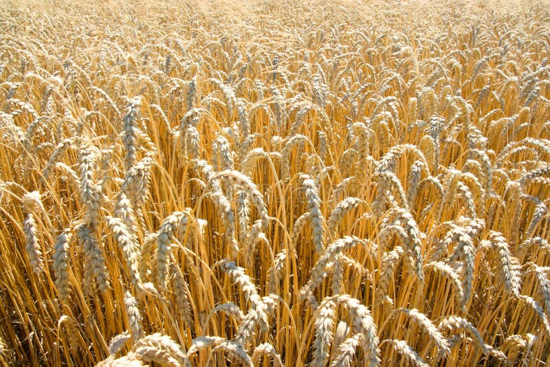 Reifes Getreidefeld In Der Landschaft Stockfoto - Bild von reif ...