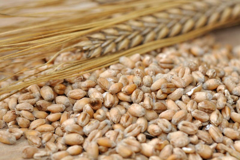 Getreidekörner stockbild. Bild von nahrung, brot, ernte - 20600861
