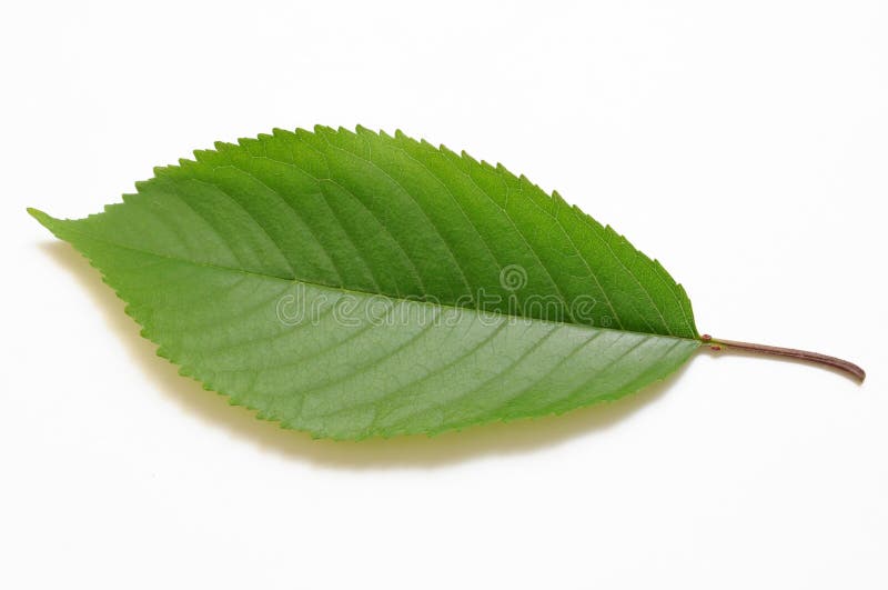 Kirschbaumblatt stockfoto. Bild von baum, nave, kirsche - 31799156