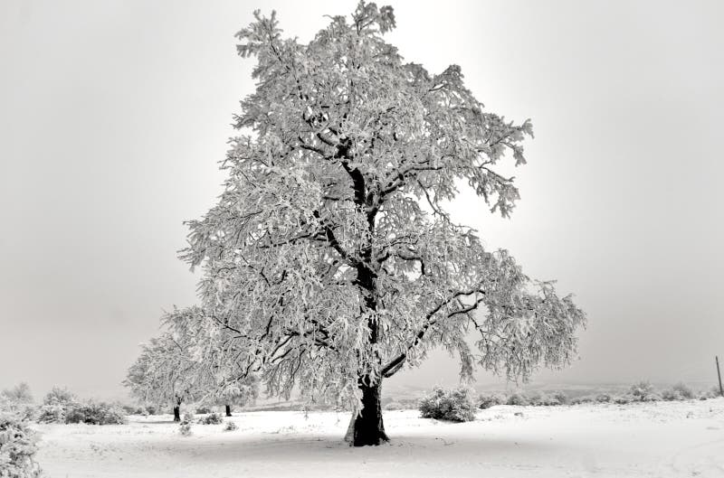Getrennter Baum im Winter stockfoto. Bild von feld, winter - 15557574