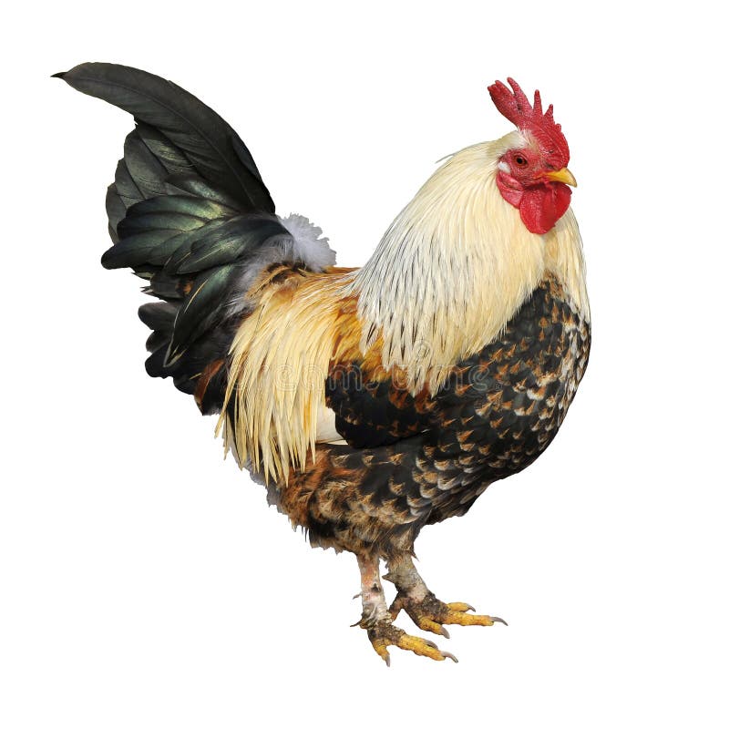 Hahn, Henne Und Huhn, Getrennt Stockbild - Bild von lustig, gluckern ...