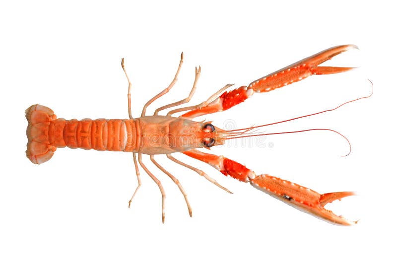 Scampi stock abbildung. Illustration von abbildung, tier - 23592140