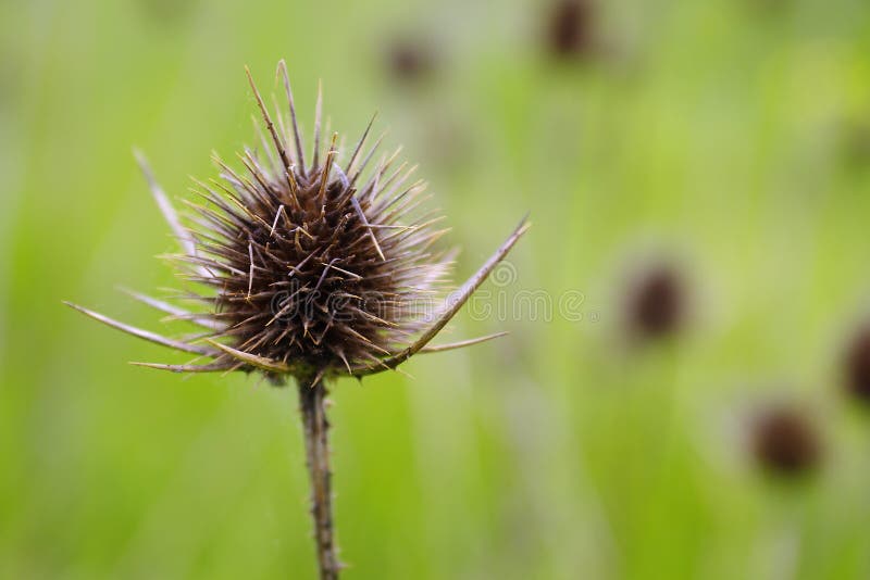 Getrocknete Distel stockbild. Bild von büro, gras, nahaufnahme - 18954235