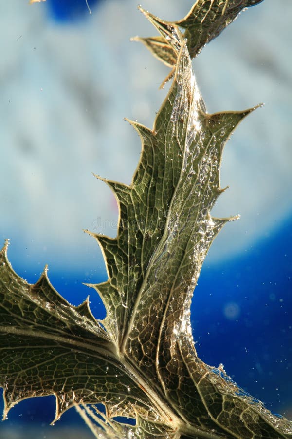 Getrocknete Distel Auf Achat Stockfoto - Bild von farbe, schilf: 2310326