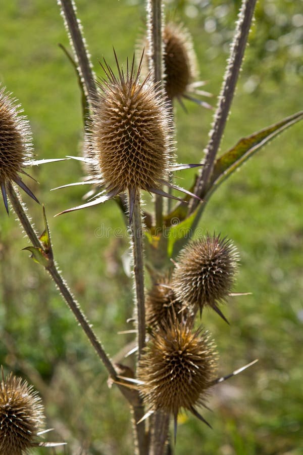 Getrocknete Distel stockfoto. Bild von garten, braun - 32160614
