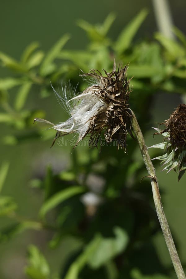 Getrocknete Distel stockfoto. Bild von wachstum, distel - 57787356