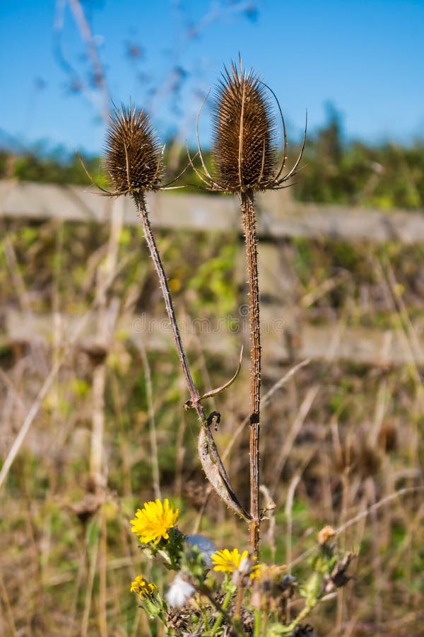 Getrocknete Distel stockfoto. Bild von garten, braun - 32160614