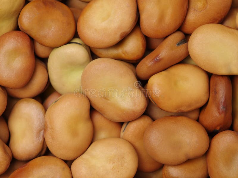 Getrocknete Saubohne stockbild. Bild von markt, bohne - 104741139