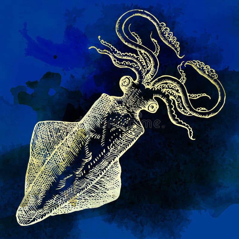 Getrokken Het Beeldhand Van De Pijlinktvis Vectorwaterverf Vector ...