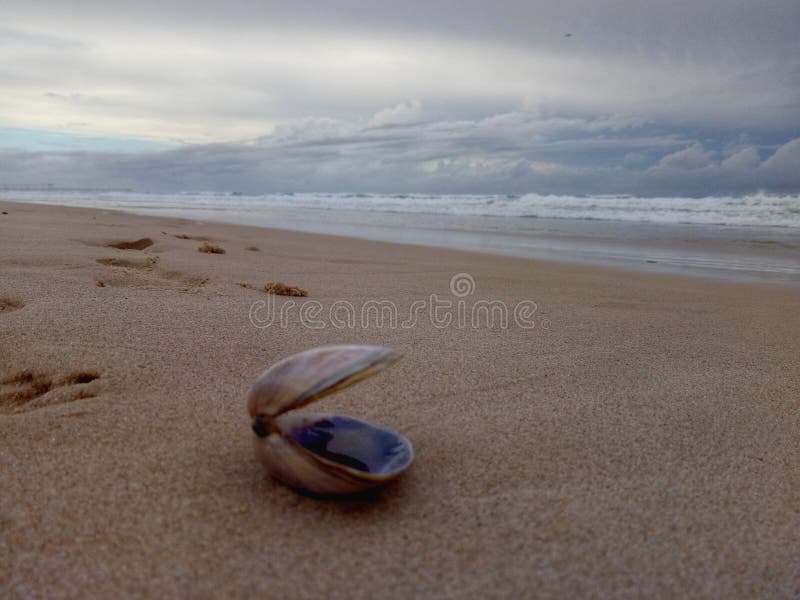Gettin clammy with it stock image. Image of sandy, sand - 87424505