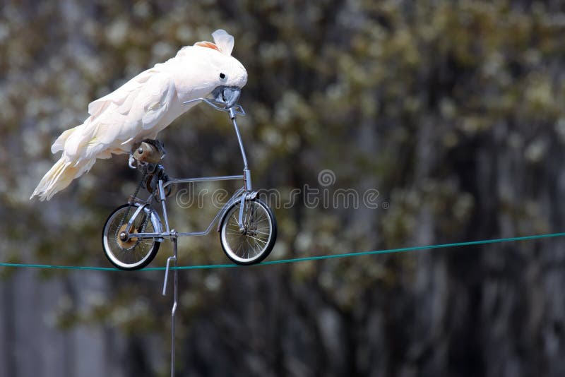 Getting Around stock image. Image of funny, umbrella, parrot - 5167569