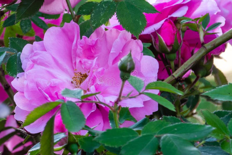 Getting Close To the Pollen in the Rose Bush Stock Photo - Image of ...