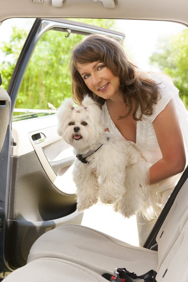 Getting dog into a car stock image. Image of drive, animal - 31825677