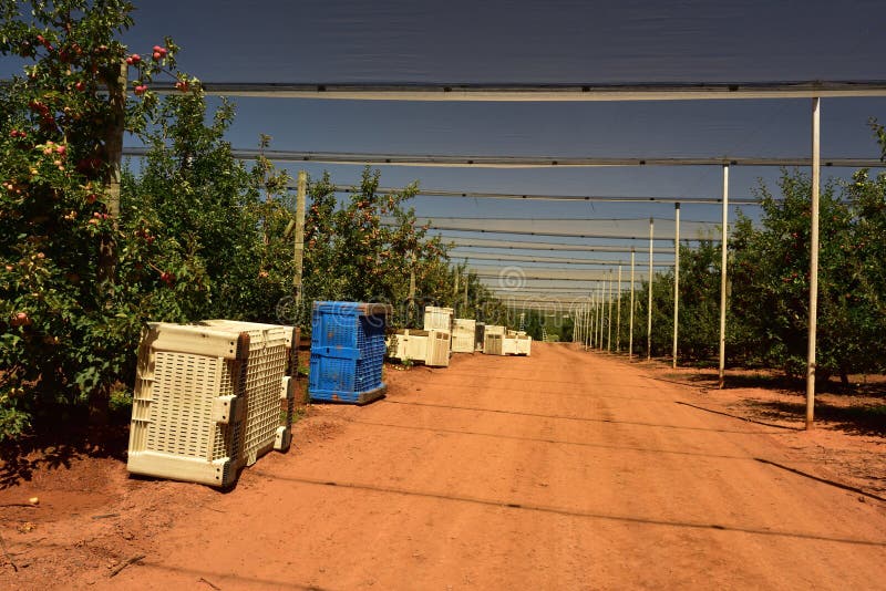 Getting Farming Equipment Ready for the Harvest of Apples Stock Image ...