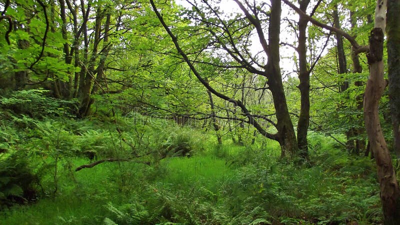 Among the Trees stock photo. Image of jungle, path, beaten - 192095084