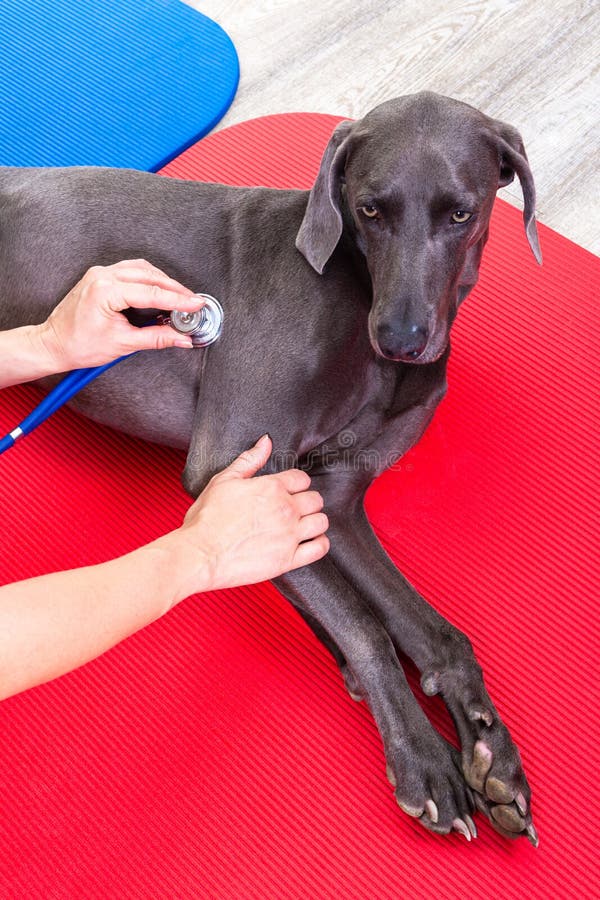 Measuring the Puls of a Dog Stock Photo - Image of indoor, physical ...