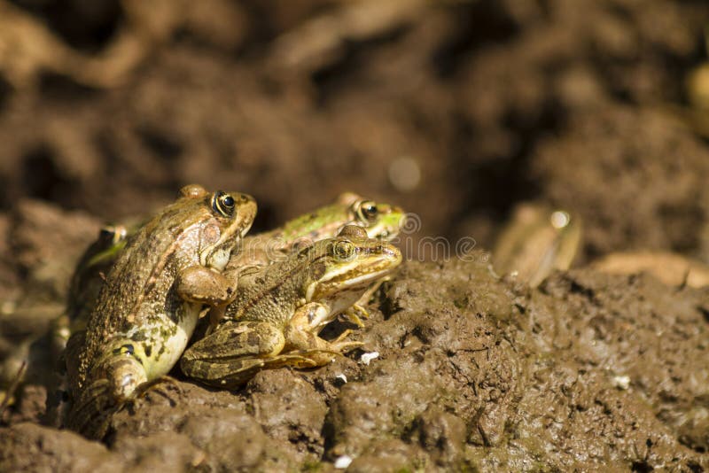 Getting Together - a Group of Frogs Gathering Stock Image - Image of ...