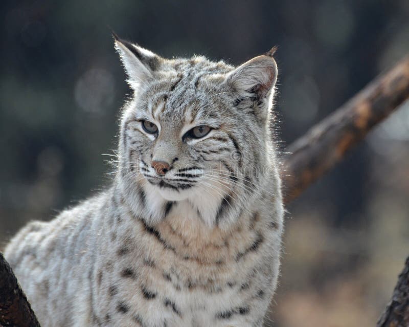 Close Up of a Bobcat Snarling Stock Image - Image of wildlife, close ...