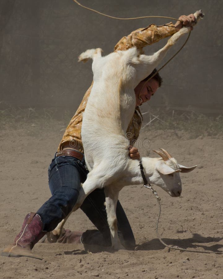 Goat tying editorial stock photo. Image of rico, breast - 21424893
