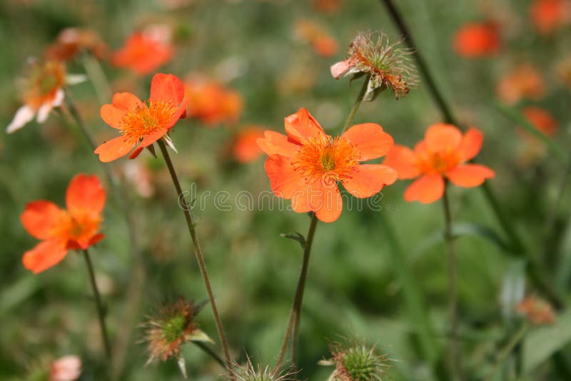 Geum Coccineum - Wild Flower Stock Photo - Image of species, geum ...