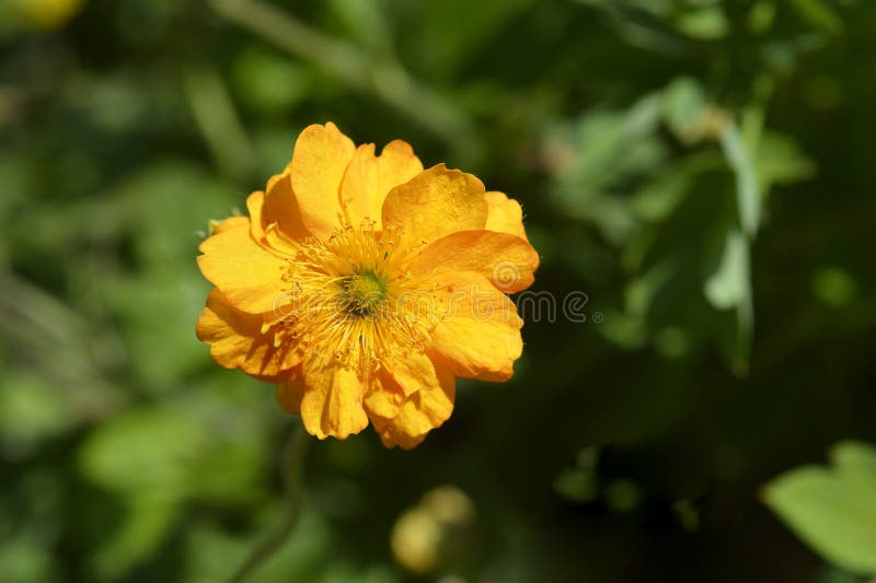 Geum Fire Storm stock image. Image of flower, green - 380465263