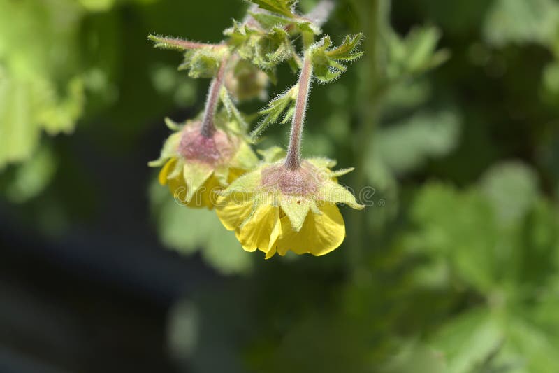 Geum Lemon Drops stock photo. Image of flower, plant - 385154118
