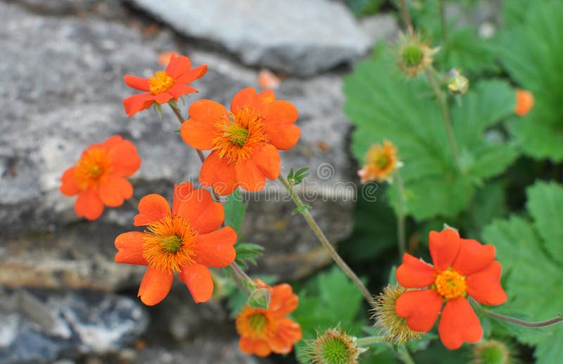 Geum Quellyon is Blooming in the Garden Stock Image - Image of nature ...