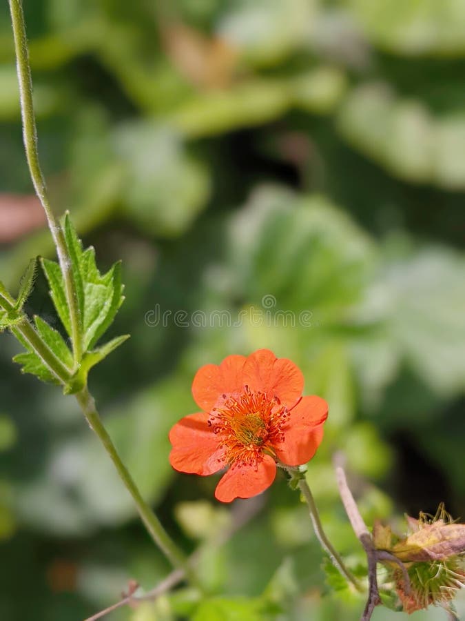 Geum Quellyon Blooms in the Garden in Spring Stock Photo - Image of ...