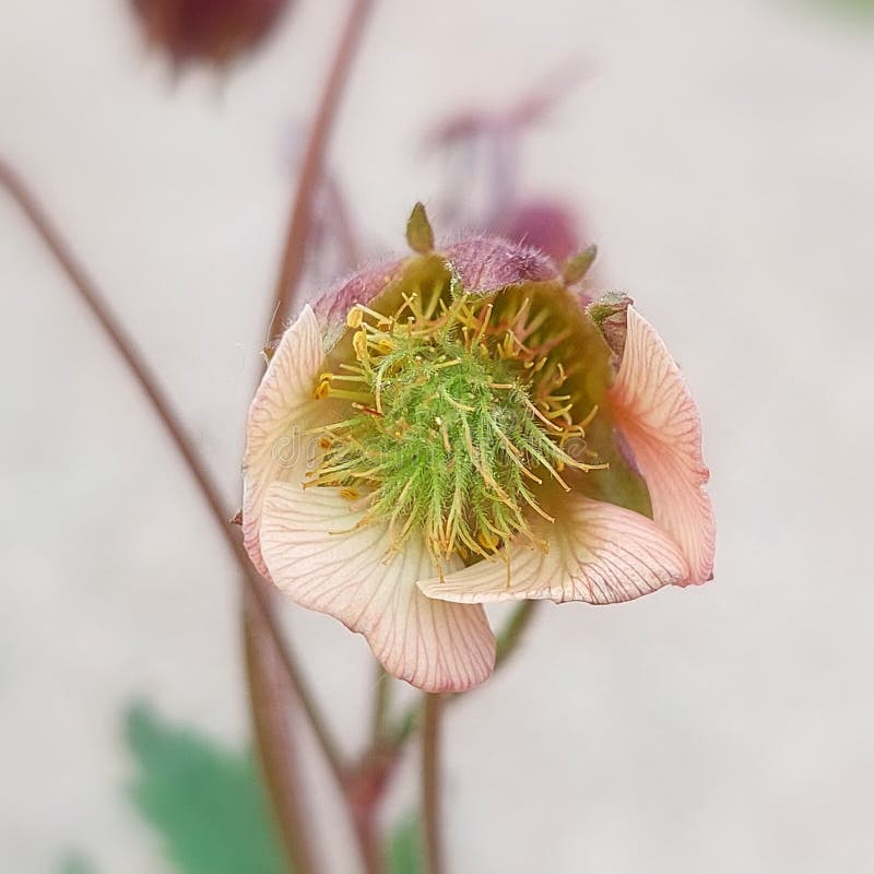 Water avens (Geum rivale) stock image. Image of meadow - 280096889