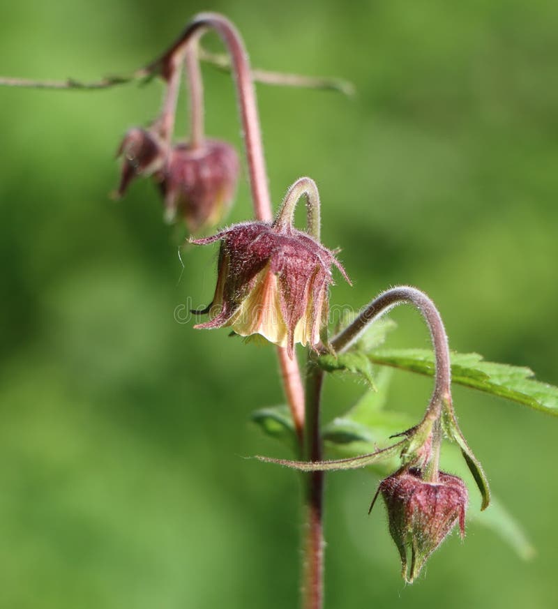 Geum rivale (water avens) stock photo. Image of plant - 321786038