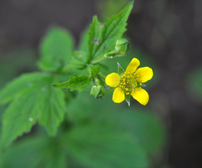 Geum Urbanum Grows in Nature Stock Photo - Image of green, avens: 248553514