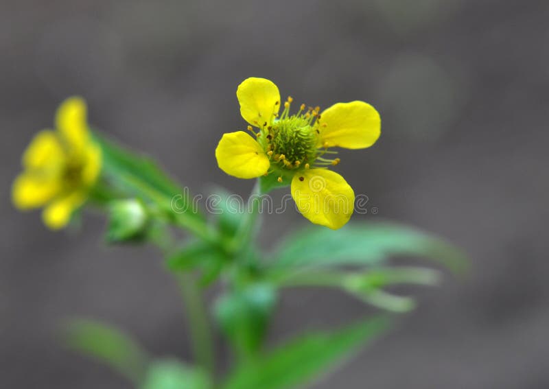 Geum Urbanum Grows in Nature Stock Image - Image of blooming, herbal ...