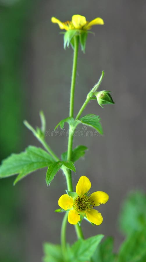 Geum Urbanum Grows in Nature Stock Image - Image of flora, blooming ...