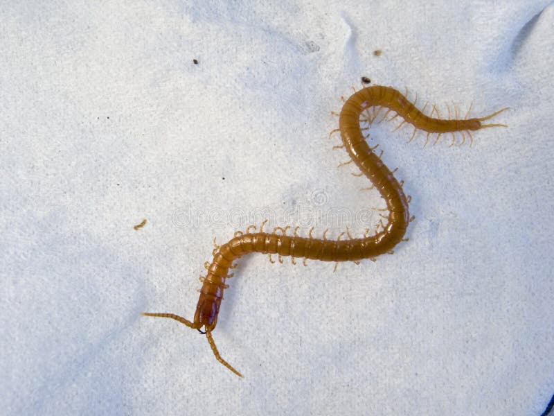 Het Reuze Rode Duizendpoot Gevaarlijke Dier Op Aardachtergrond Stock ...