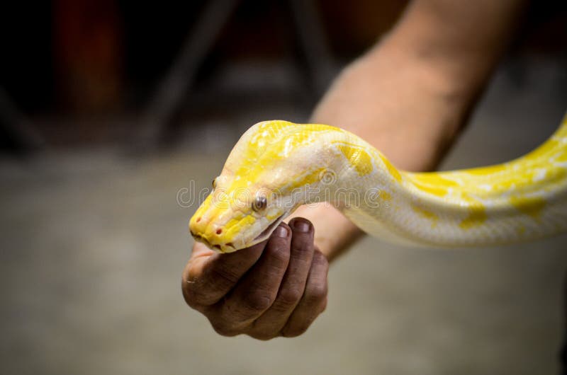 Gele Slang in Dusit Zoo in Khao Din Park Bangkok Thailand Stock Foto ...
