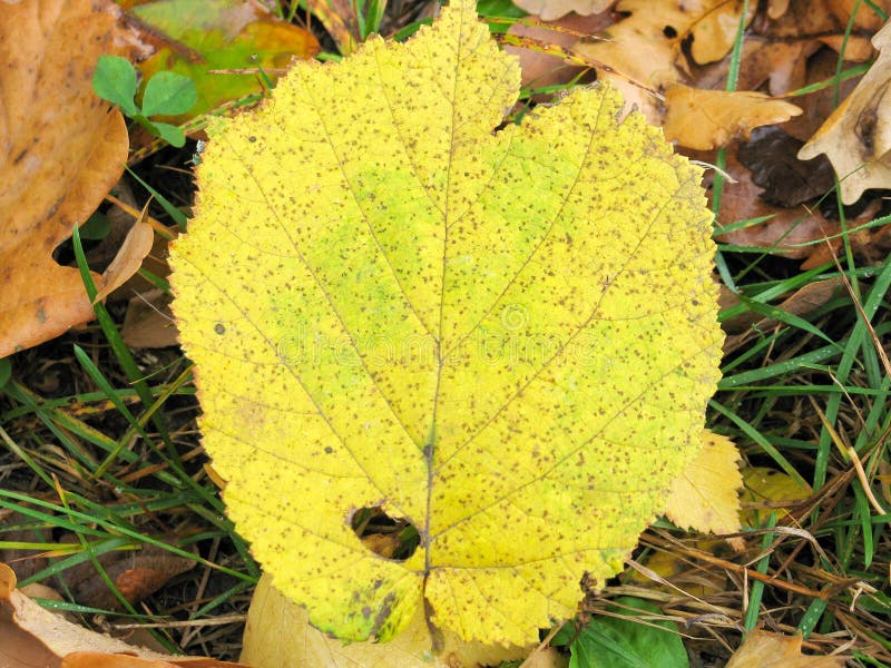 Het blad van een lindeboom stock afbeelding. Afbeelding bestaande uit ...