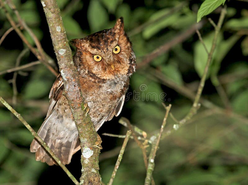 Gevlekte Dwergooruil, Mountain Scops-Owl, Otus Spilocephalus Stock ...