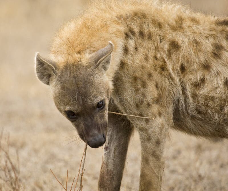 Gevlekte Hyena, Spotted Hyena, Crocuta Crocuta Stock Image - Image of ...